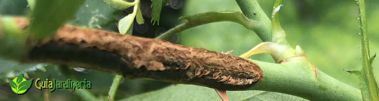 La falsa oruga del rosal, Arge Rosae o Arge Ochropus también conocida ...
